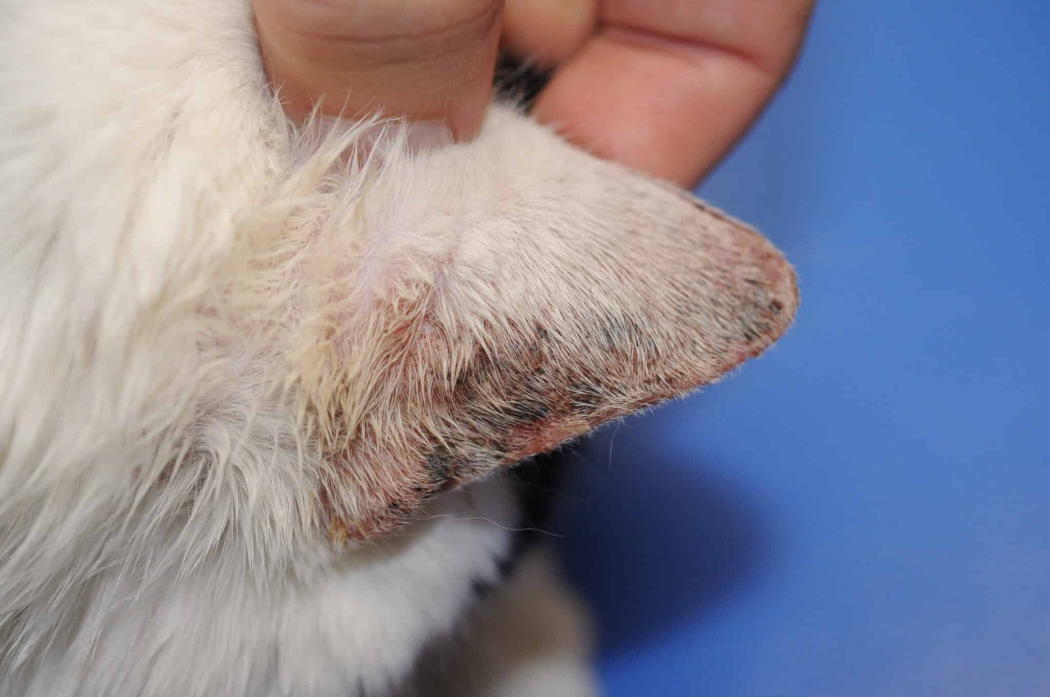 Carcinome épidermoïde chez le chat – ADVETIA